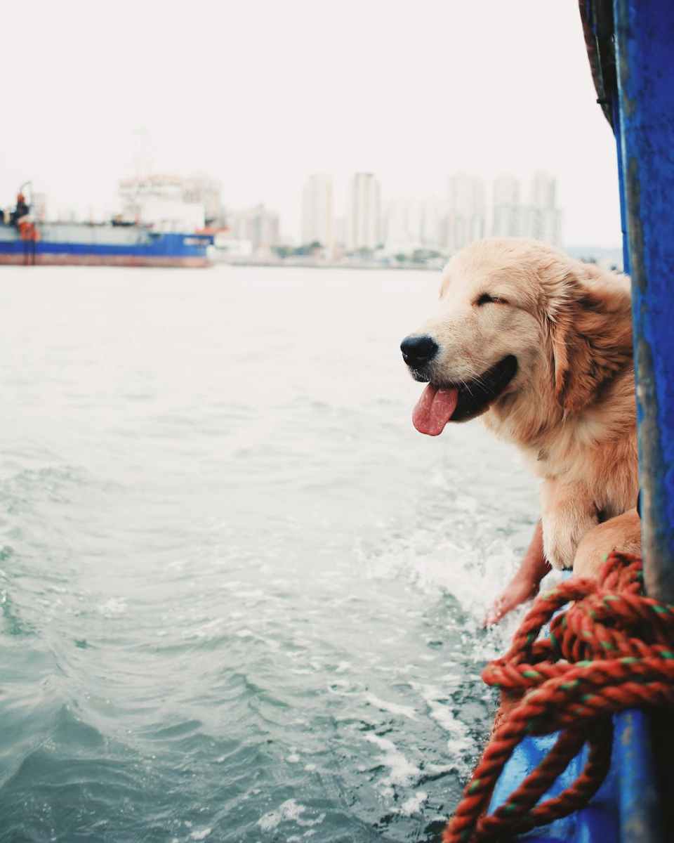 The Best and Funniest Boat Dog (and Dog Boat) Names (That We Could ...